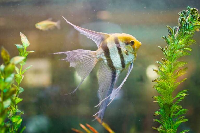 Top 10 Best Freshwater Fish for Beginners – Urbaki Pets