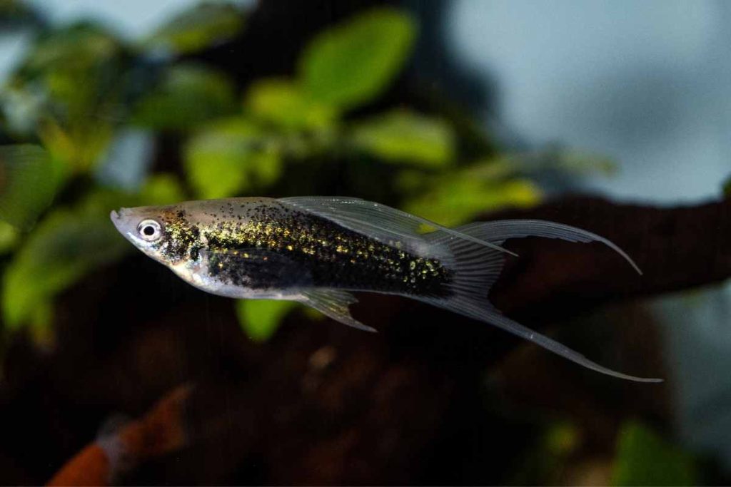 Top 10 Best Freshwater Fish for Beginners – Urbaki Pets