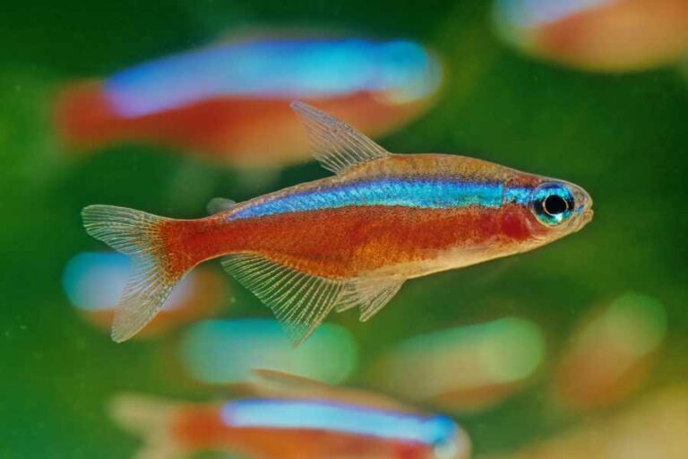 Top 10 Best Freshwater Fish for Beginners – Urbaki Pets