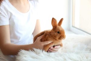 What do You Need When You Bring Home a Rabbit? – Urbaki Pets