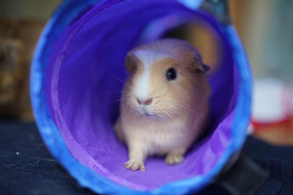 10 Things You Should Know Before Having a Guinea Pig – Urbaki Pets