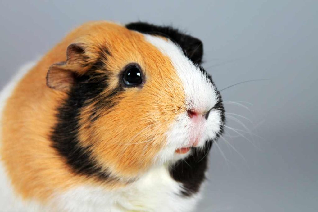 10 Things You Should Know Before Having a Guinea Pig – Urbaki Pets