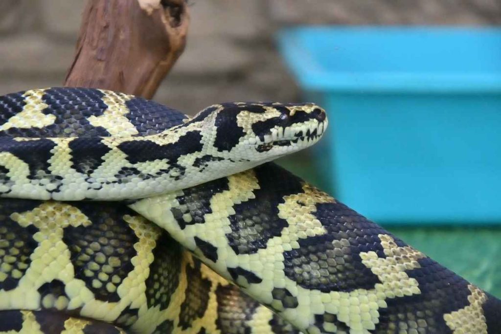 10 Amazing Snakes You Can Have As a Pet – Urbaki Pets