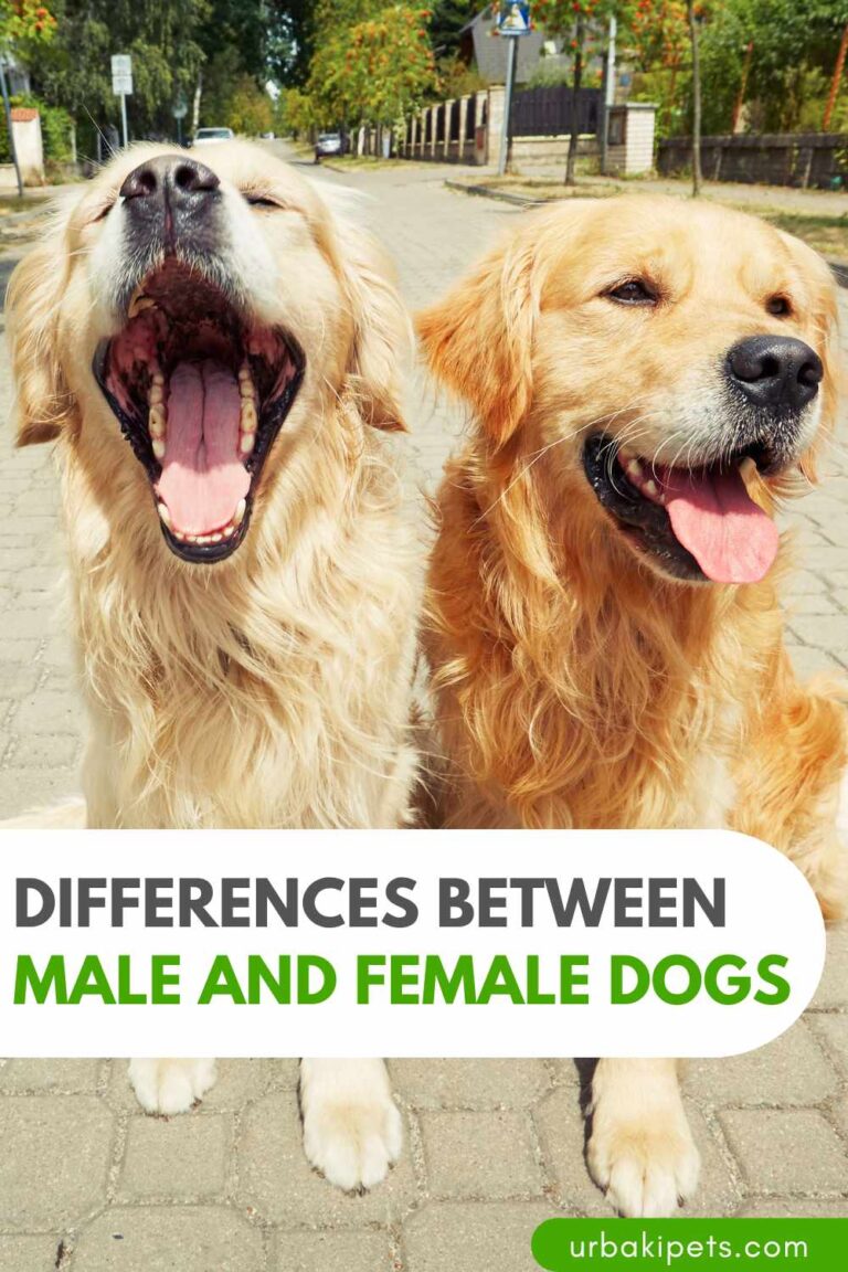 Differences Between Male and Female Dogs – Urbaki Pets