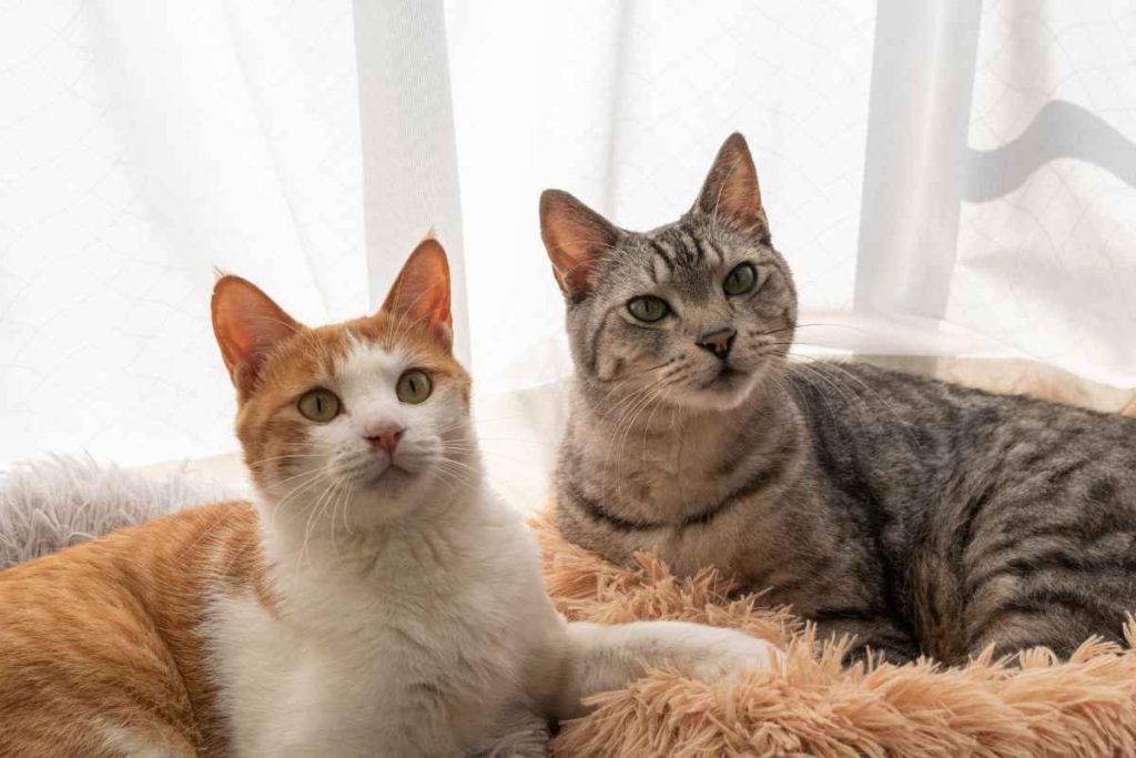 Is it Better to Have Two Cats than One? – Urbaki Pets