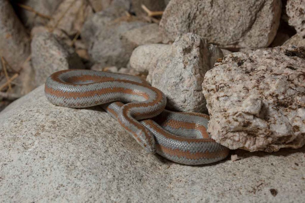 10 Amazing Snakes You Can Have As a Pet – Urbaki Pets