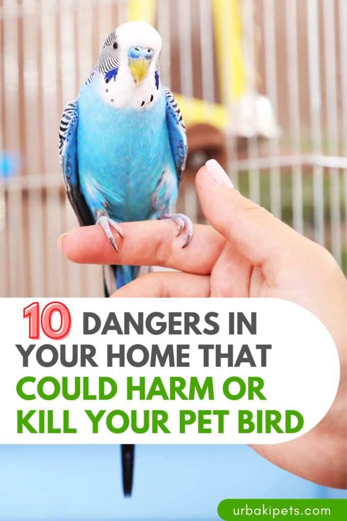 10 Hidden Dangers in Your Home That Could Harm or Kill Your Pet Bird ...