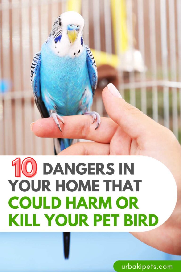 10 Hidden Dangers in Your Home That Could Harm or Kill Your Pet Bird ...