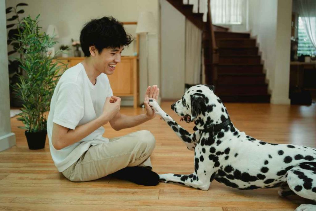 5 Dog Training Exercises You Should Do EVERY DAY At Home! – Urbaki Pets