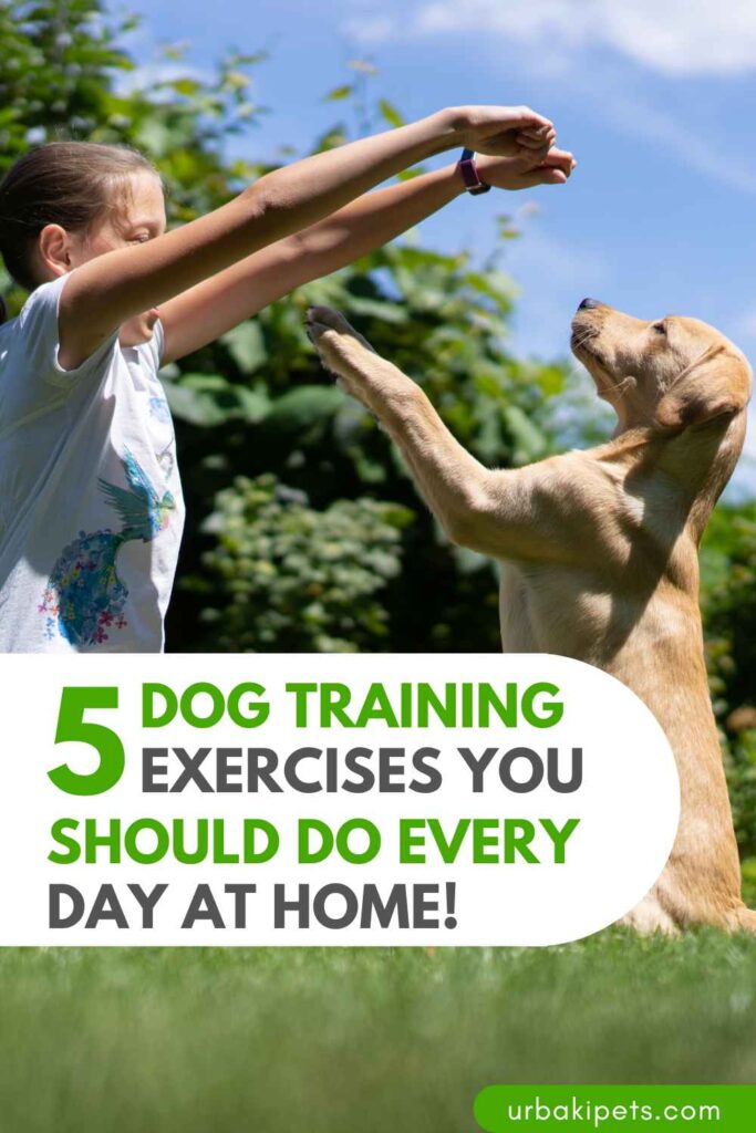 5 Dog Training Exercises You Should Do EVERY DAY At Home! – Urbaki Pets
