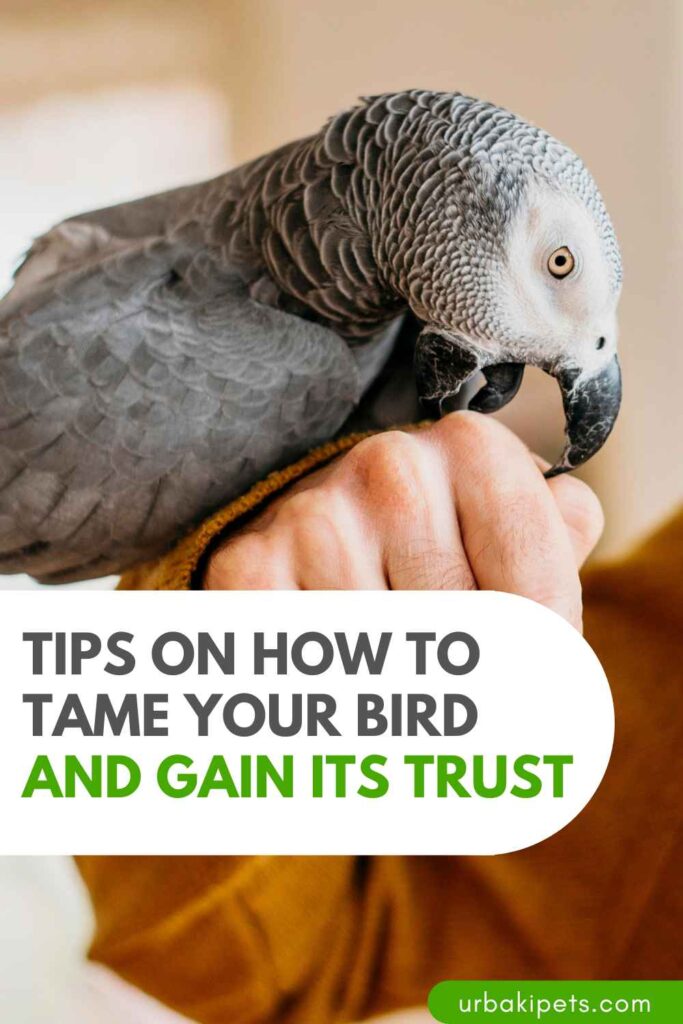 Tips On How To Tame Your Bird And Gain Its Trust – Urbaki Pets