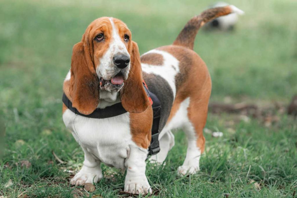 9 Kindest Dog Breeds in the World – Urbaki Pets