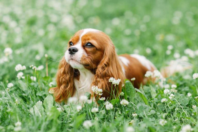 9 Kindest Dog Breeds in the World – Urbaki Pets