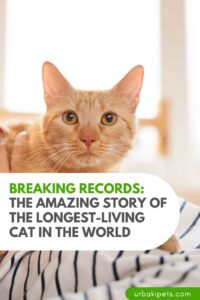 Breaking Records: The Amazing Story of the Longest-Living Cat in the ...