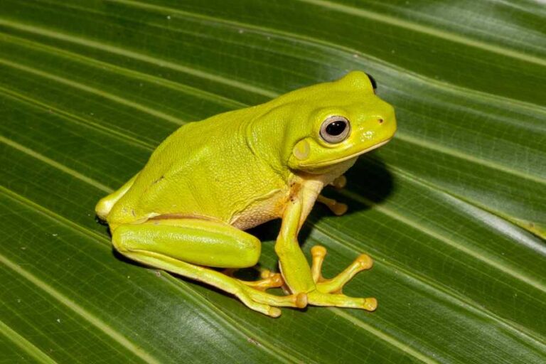 Bringing the Wild into Your Home: Keeping Frogs as Pets – Urbaki Pets