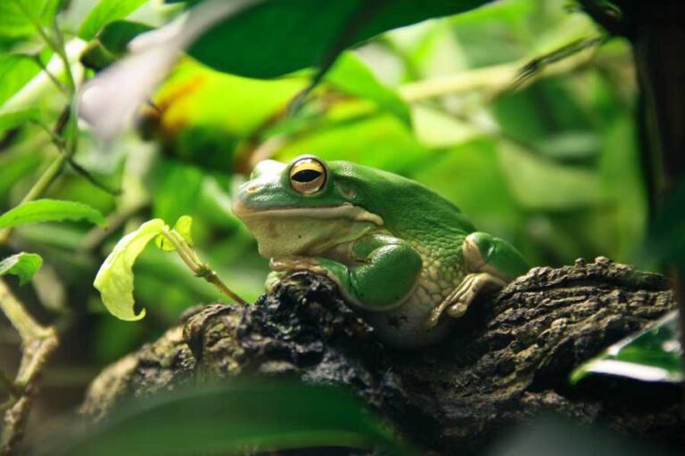 Bringing the Wild into Your Home: Keeping Frogs as Pets – Urbaki Pets