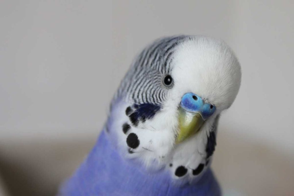 Budgie Whisperer: Expert Tips for Taming Your Feathered Friend – Urbaki ...