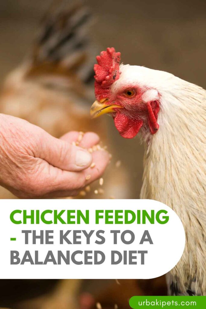 Chicken Feeding – The Keys to a Balanced Diet – Urbaki Pets