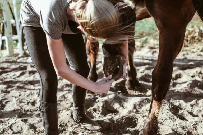 Cleaning Horse Hooves Like a Pro: a Shiny and Healthy Hoof – Urbaki Pets