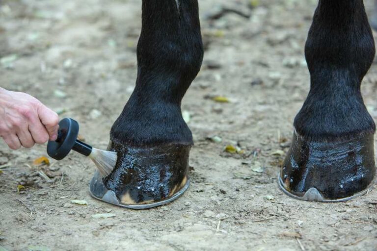 Cleaning Horse Hooves Like a Pro: a Shiny and Healthy Hoof – Urbaki Pets