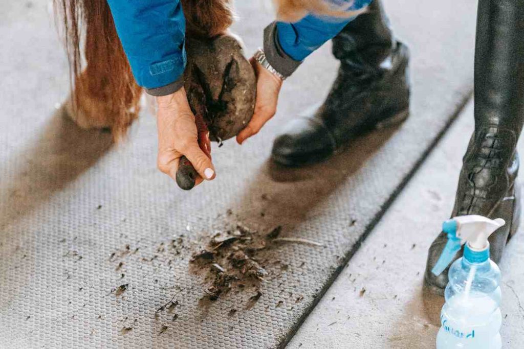 Cleaning Horse Hooves Like a Pro: a Shiny and Healthy Hoof – Urbaki Pets