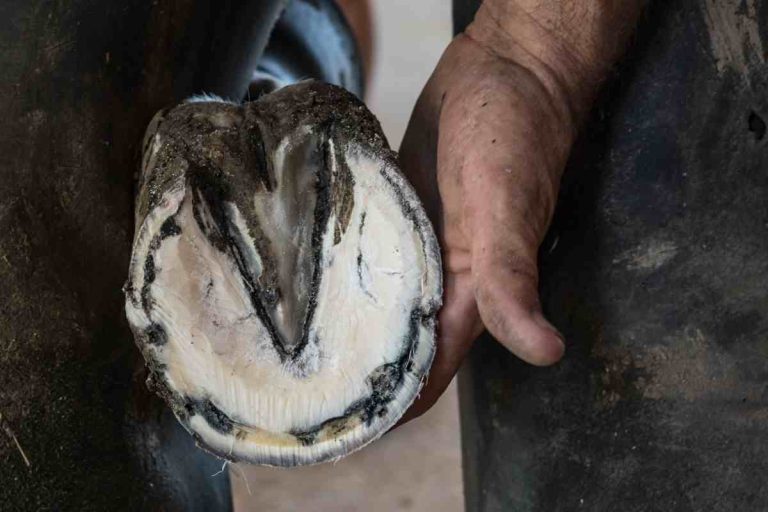 Cleaning Horse Hooves Like a Pro: a Shiny and Healthy Hoof – Urbaki Pets