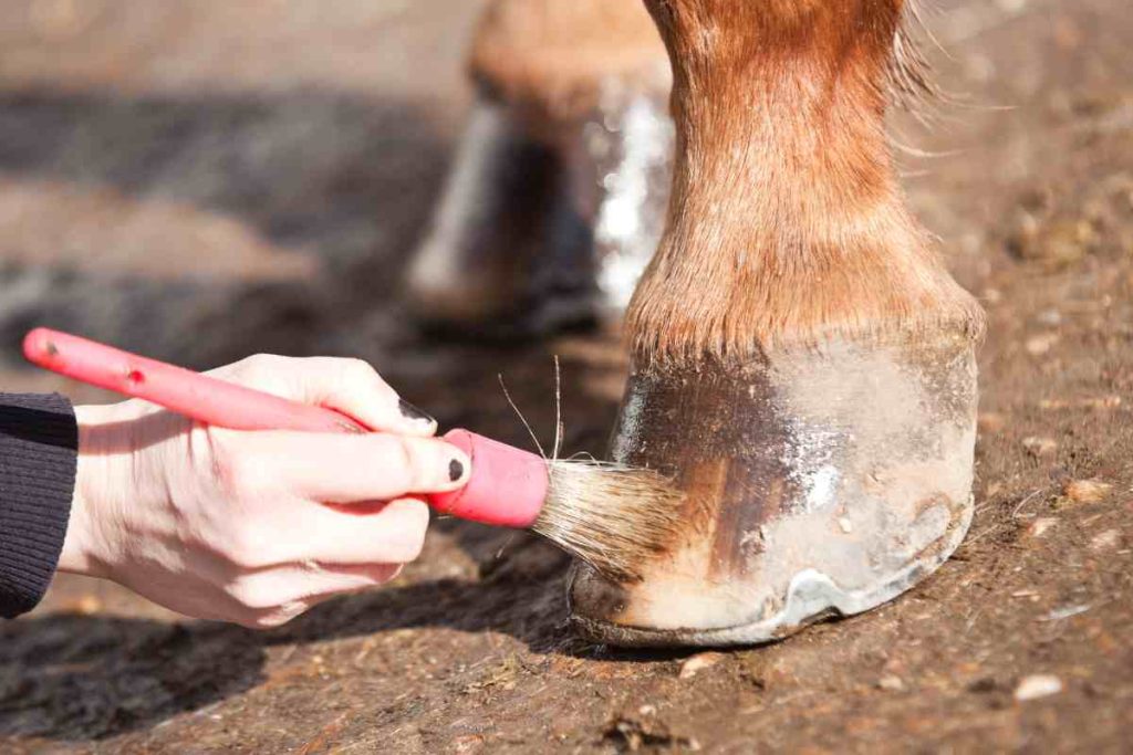 Cleaning Horse Hooves Like a Pro: a Shiny and Healthy Hoof – Urbaki Pets