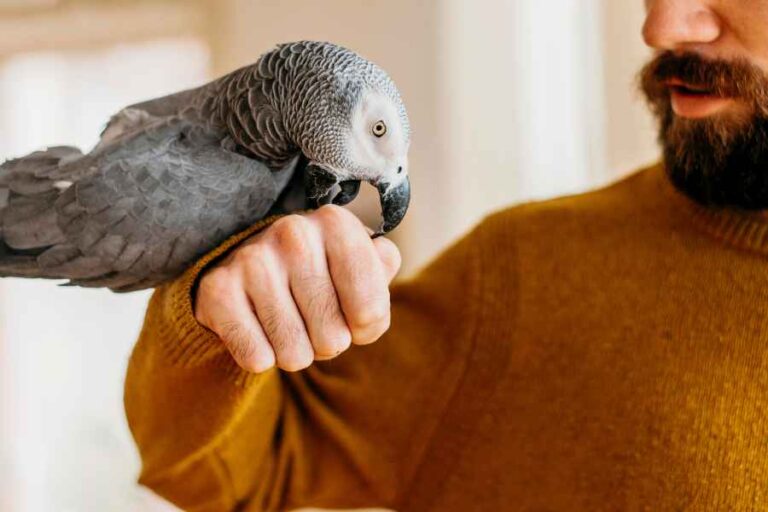Your bird is scared of you? Here’s what to do *ALL BIRDS* – Urbaki Pets
