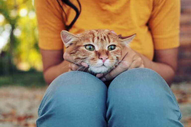 Breaking Records: The Amazing Story of the Longest-Living Cat in the ...