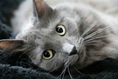 The 8 Most Iconic Gray Cat Breeds – Do You Know Any? – Urbaki Pets