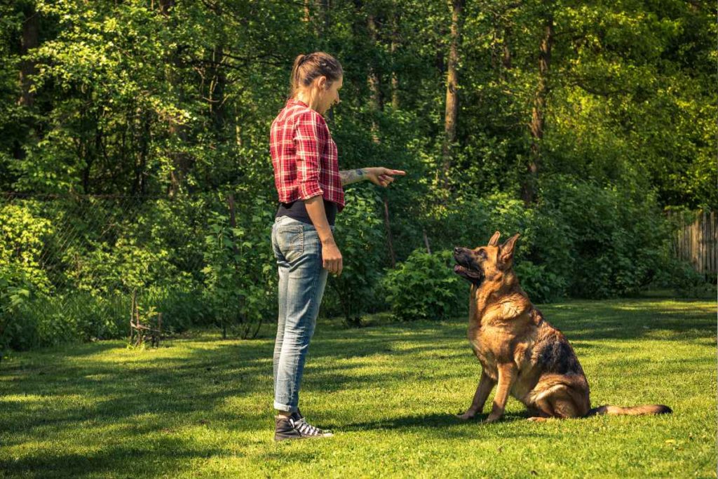 Teaching a Dog to Sit in a Short Time – Urbaki Pets