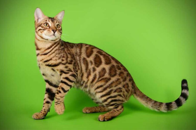 Exploring the Fascinating World of Bengal Cats: 15 Things You Didn’t ...