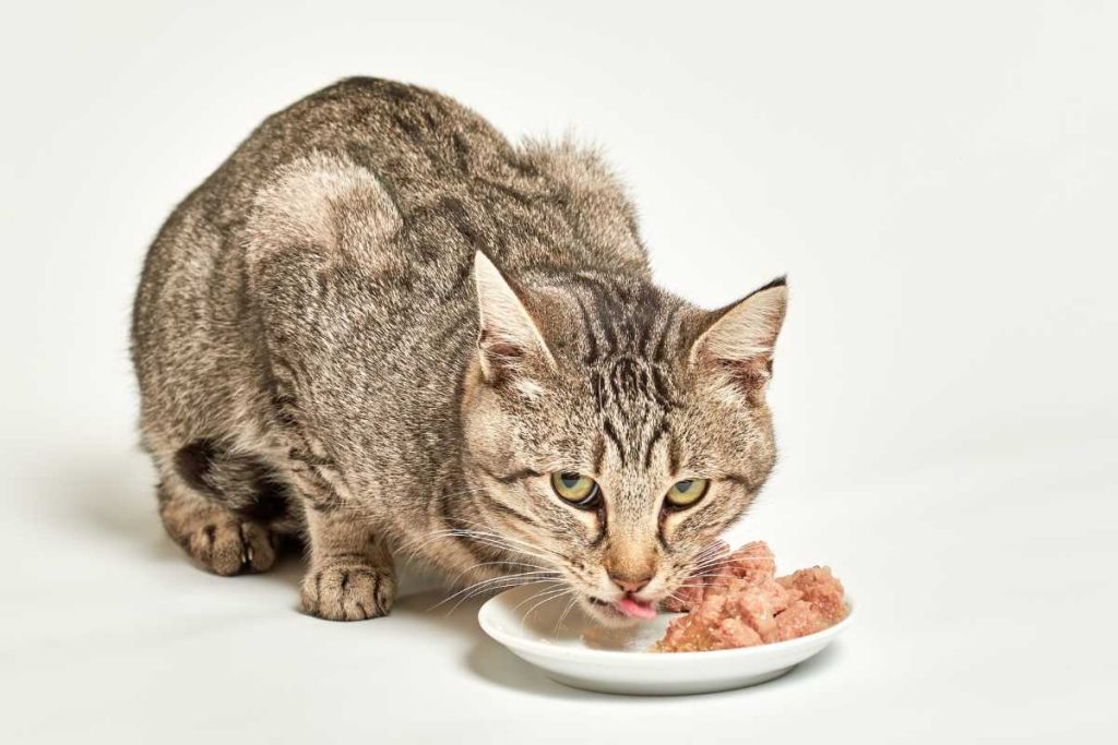 Feline-Friendly Foods: Surprising Human Treats Your Cat will Love ...