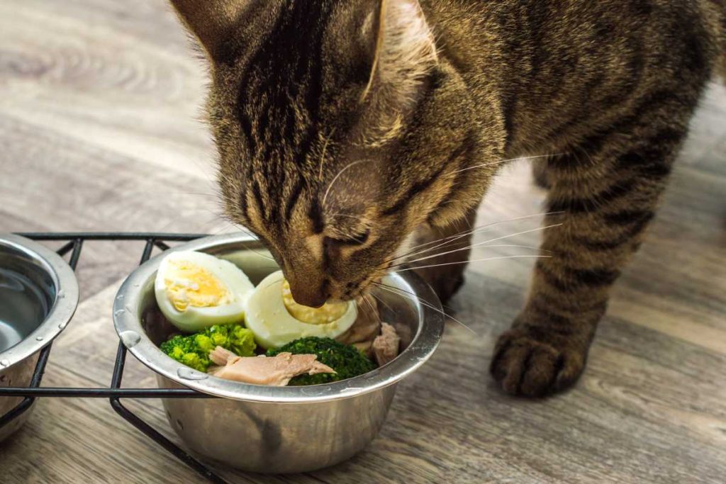 Feline-Friendly Foods: Surprising Human Treats Your Cat will Love ...