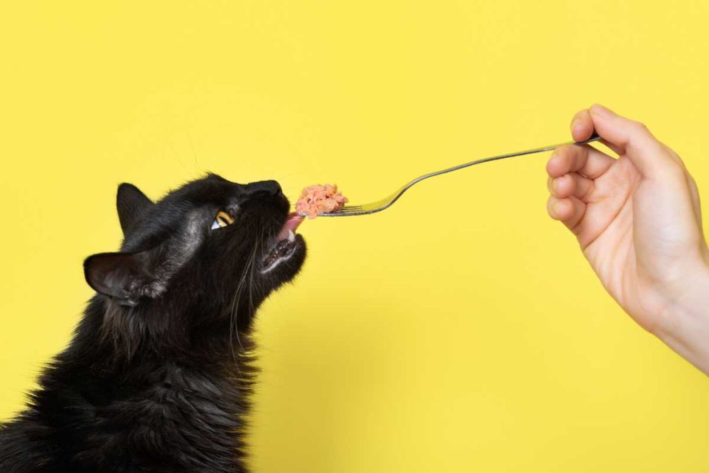 Feline-Friendly Foods: Surprising Human Treats Your Cat will Love ...