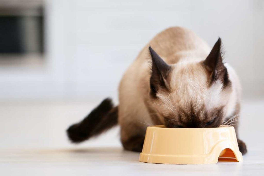 Feline-Friendly Foods: Surprising Human Treats Your Cat will Love ...
