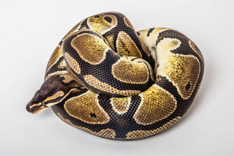 Raising a Healthy and Happy Ball Python: A Step-by-Step Guide – Urbaki Pets