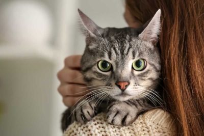 Breaking Records: The Amazing Story of the Longest-Living Cat in the ...