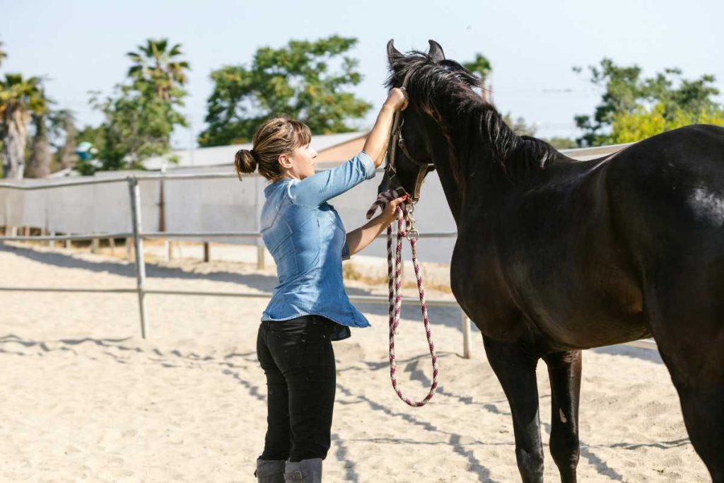 How To Tame A WILD Horse! The Simplest Way! – Urbaki Pets