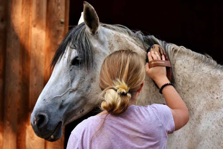 How To Tame A WILD Horse! The Simplest Way! – Urbaki Pets
