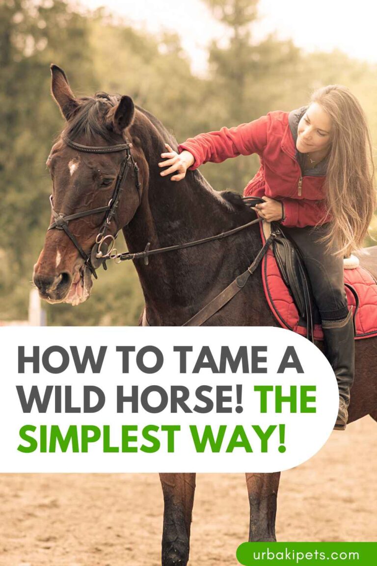 How To Tame A WILD Horse! The Simplest Way! – Urbaki Pets