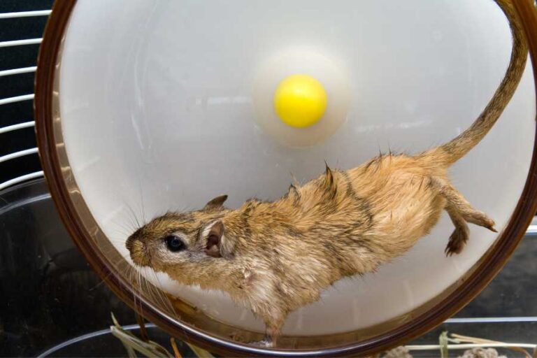 Jerboas as Pets: Why They’re Taking the Pet World by Storm – Urbaki Pets