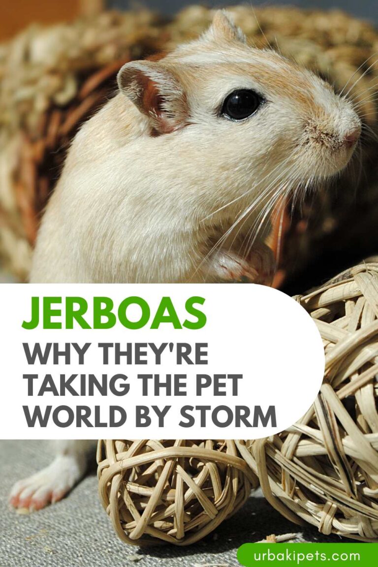 Jerboas as Pets: Why They’re Taking the Pet World by Storm – Urbaki Pets