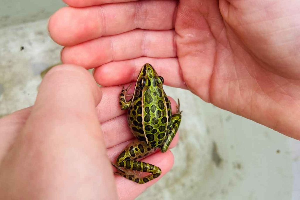 Bringing the Wild into Your Home: Keeping Frogs as Pets – Urbaki Pets