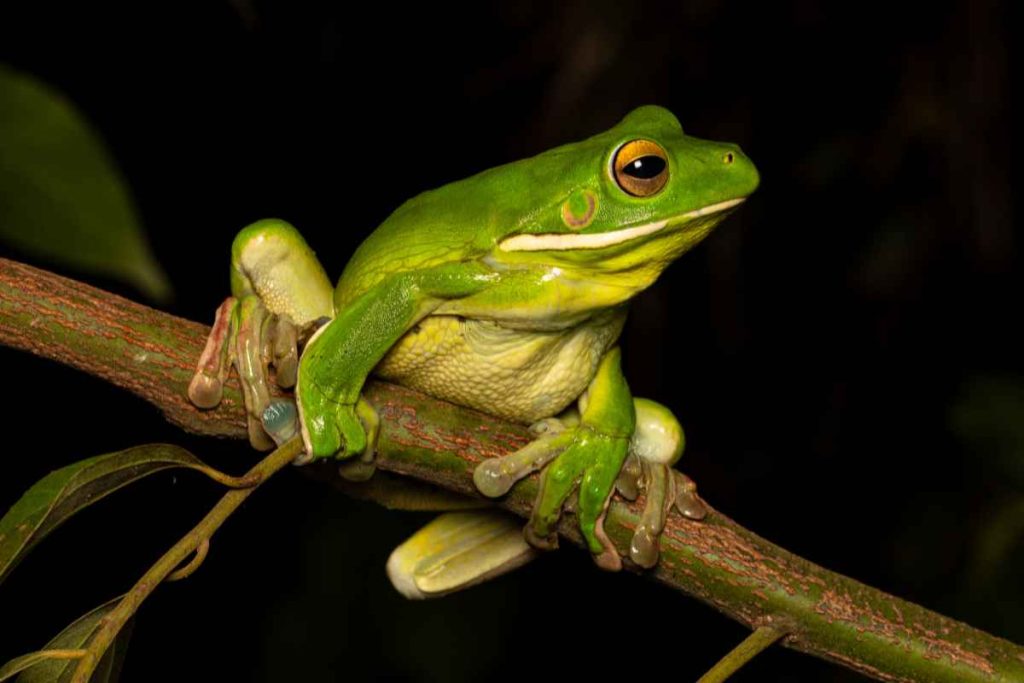 Bringing the Wild into Your Home: Keeping Frogs as Pets – Urbaki Pets