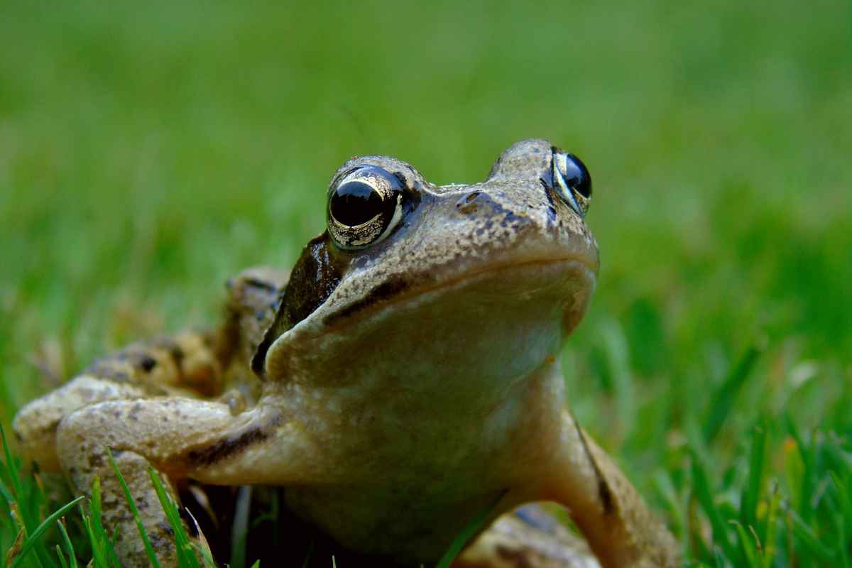 Bringing the Wild into Your Home: Keeping Frogs as Pets – Urbaki Pets