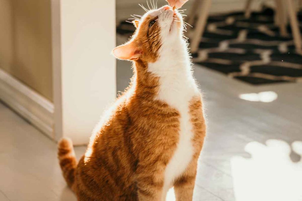 Learn 5 CAT TRICKS in 10 minutes! Easy & Cool Clicker Training Tricks ...