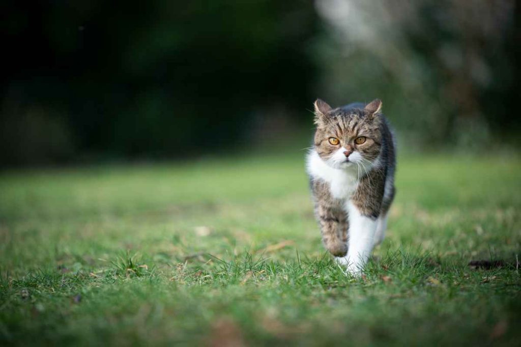 Learn 5 CAT TRICKS in 10 minutes! Easy & Cool Clicker Training Tricks ...