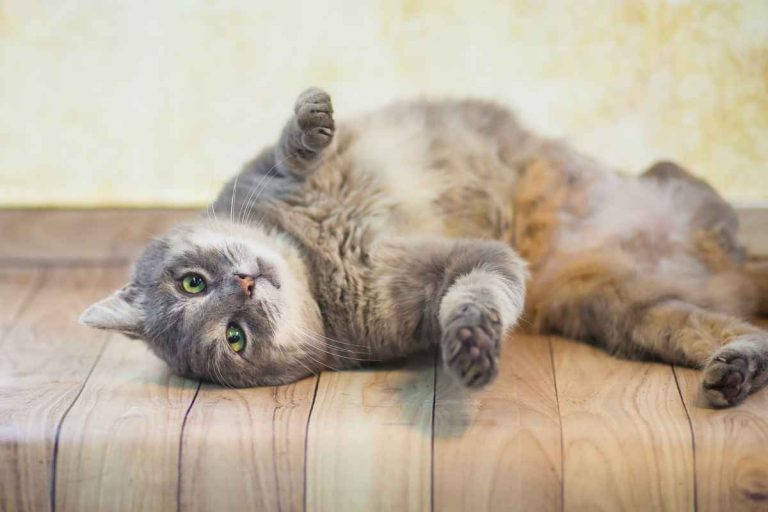 Learn 5 CAT TRICKS in 10 minutes! Easy & Cool Clicker Training Tricks ...