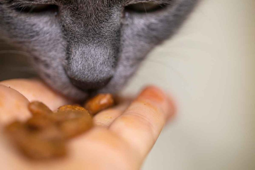 Learn 5 CAT TRICKS in 10 minutes! Easy & Cool Clicker Training Tricks ...